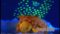 Stuffed animals that light up the ceiling - 12 means to stop fear of ...