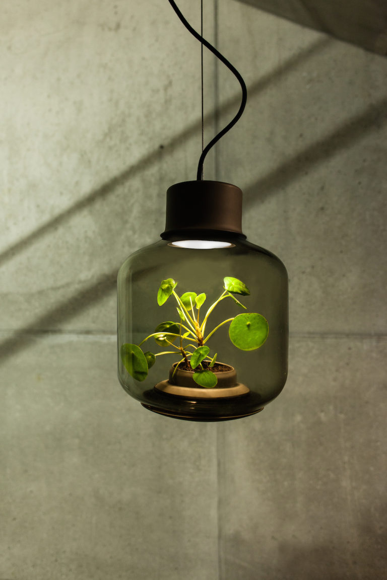Terrarium lamp - a beautiful and unique way to bring nature into your ...