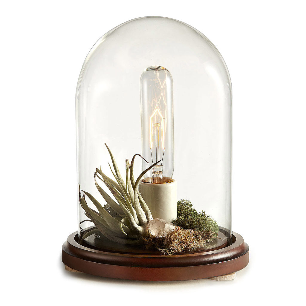 Terrarium lamp - a beautiful and unique way to bring nature into your ...