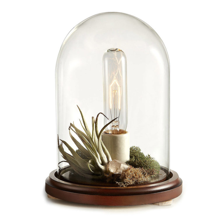 Terrarium lamp - a beautiful and unique way to bring nature into your ...