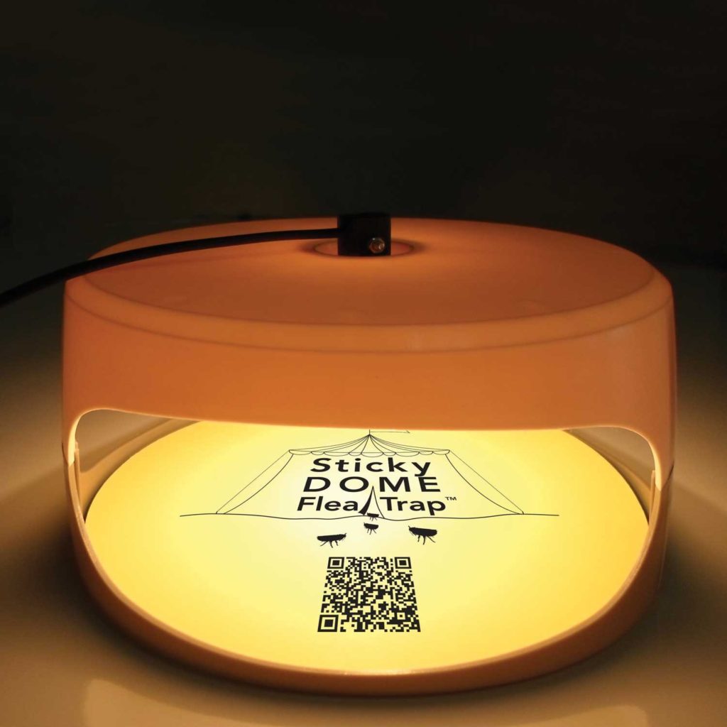 Trap Fleas with a Flea lamp - Warisan Lighting